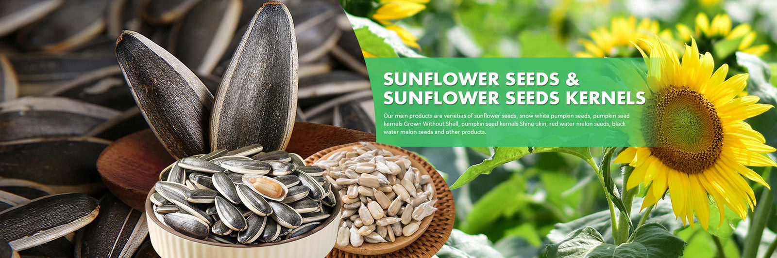 Quality Sunflower Seeds & Roasted Sunflower Seeds factory from China